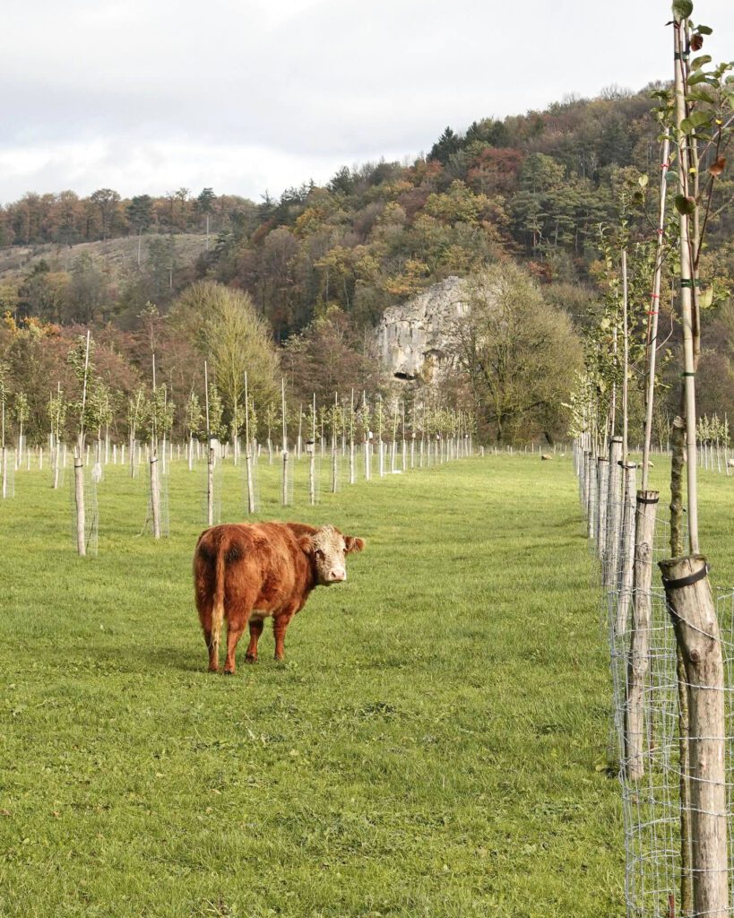 La Cabane de Petit Bomal - Pourquoi on a adoré (2024) - Cabane près de ...